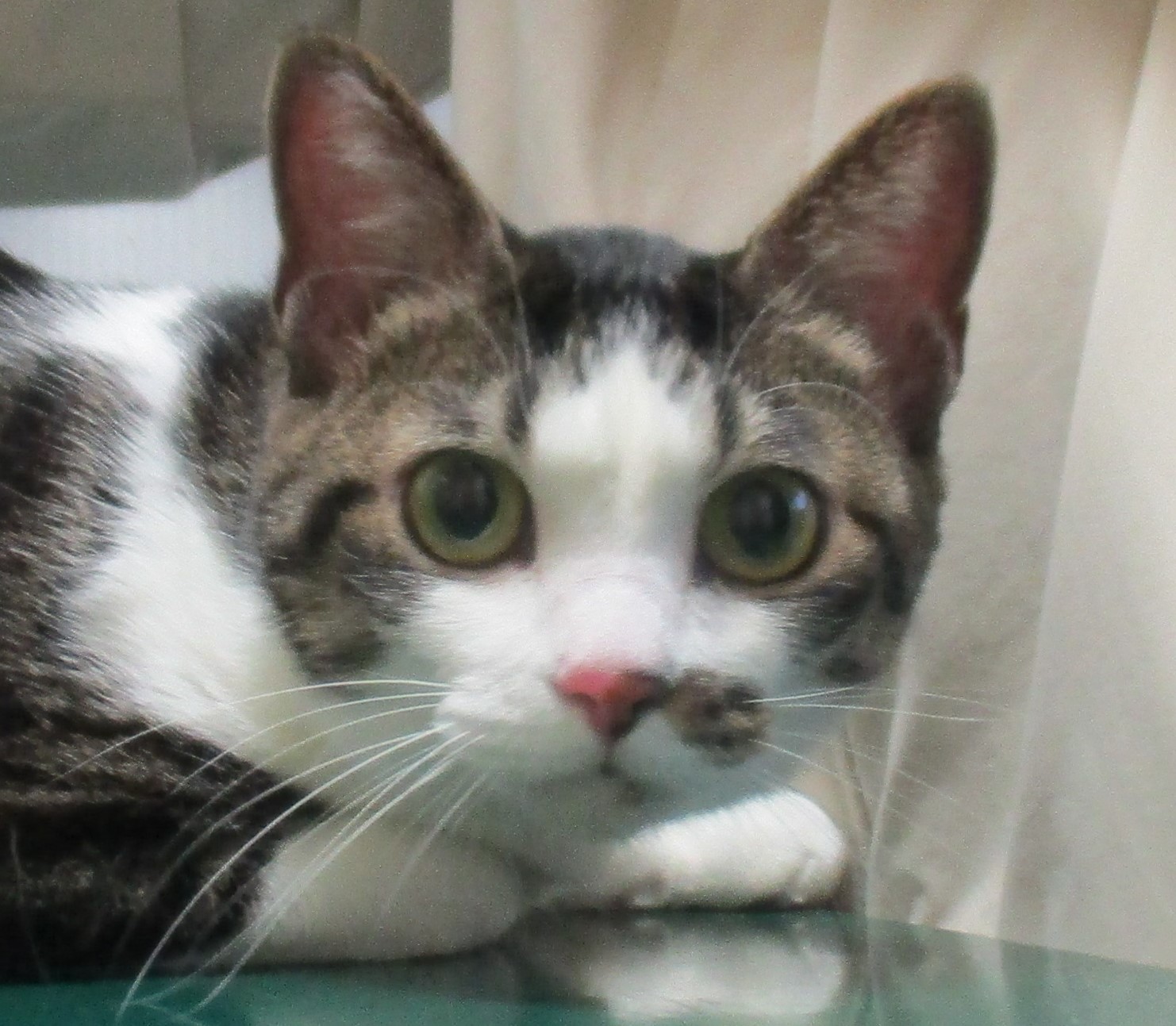 ワクチン3662 | 横浜ねこ病院