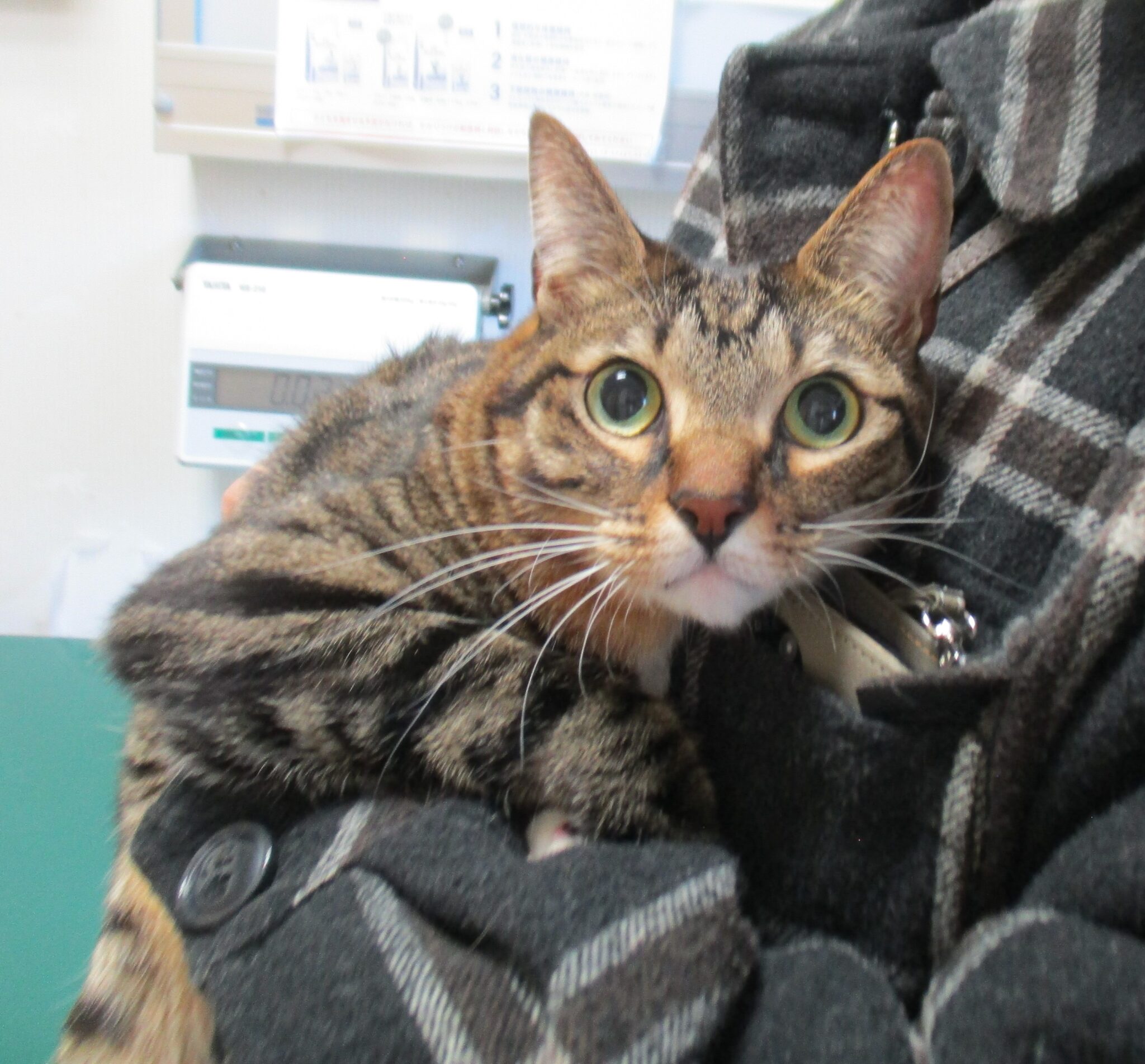 ワクチン3741 | 横浜ねこ病院